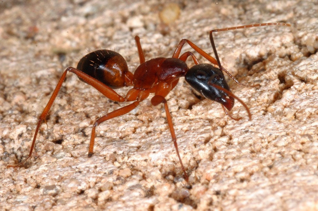 Fire Ants in Tennessee