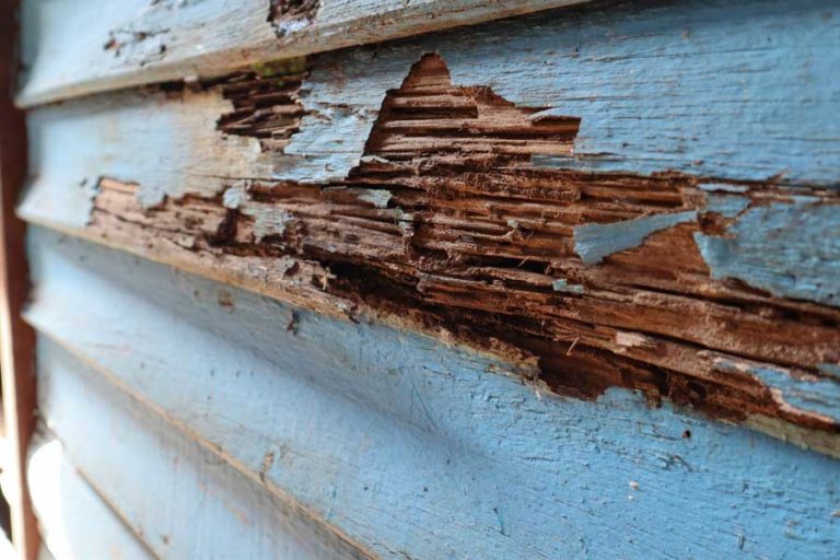 How Much Does Termite Damage Cost to Repair in Eastern Tennessee?