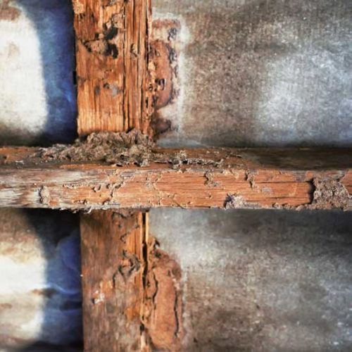 Termite Learning Center | Facts About Termites in East Tennessee