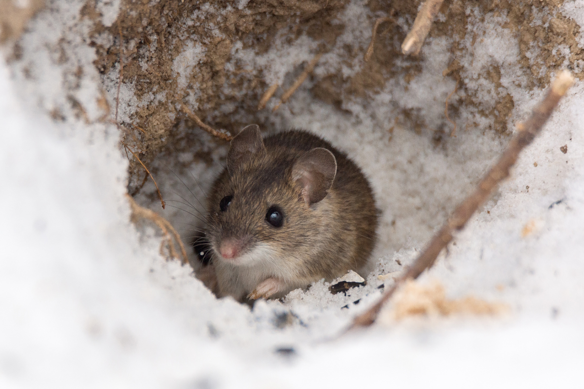 Rodents Moving Indoors This Winter | Johnson Pest Control