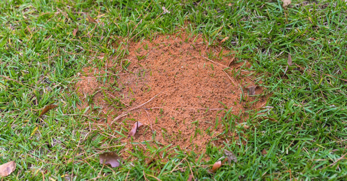 How to Prevent Fire Ants | Fire Ant Infographic | Johnson Pest Control