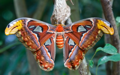 The Giant Atlas Moth is Here - Threats and Facts | Johnson Pest Control ...