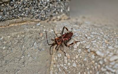 The Kissing Bug: What You Need to Know | Johnson Pest Control - Pest ...